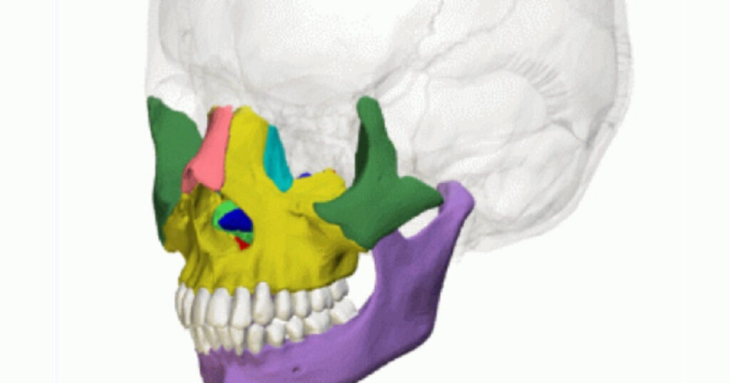 Bones of the Face: Types, Characteristics and Location | Psychology | 2023