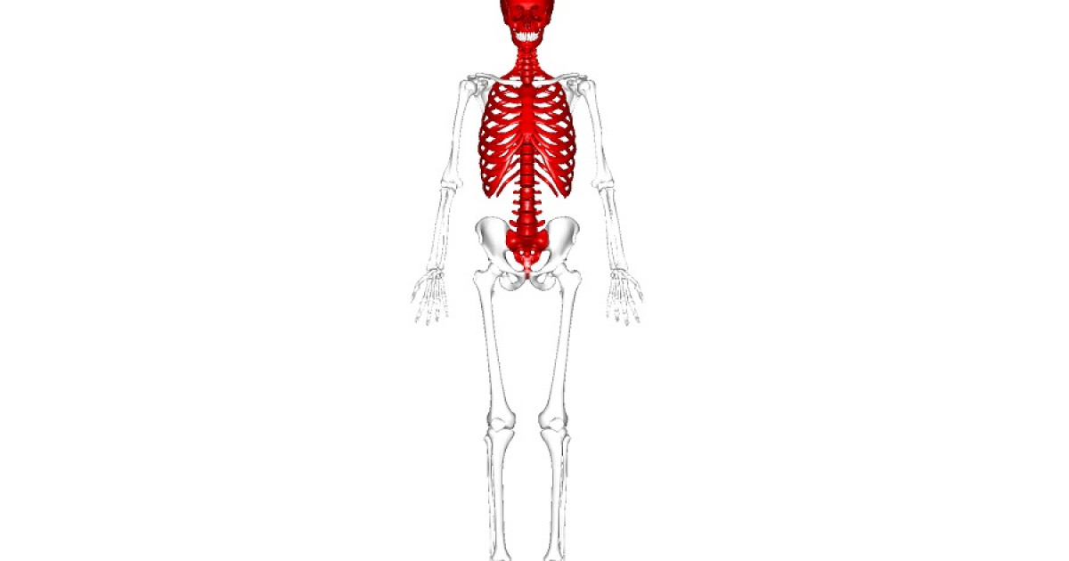 Axial Skeleton: What it Is, Parts and Characteristics | Psychology | 2022