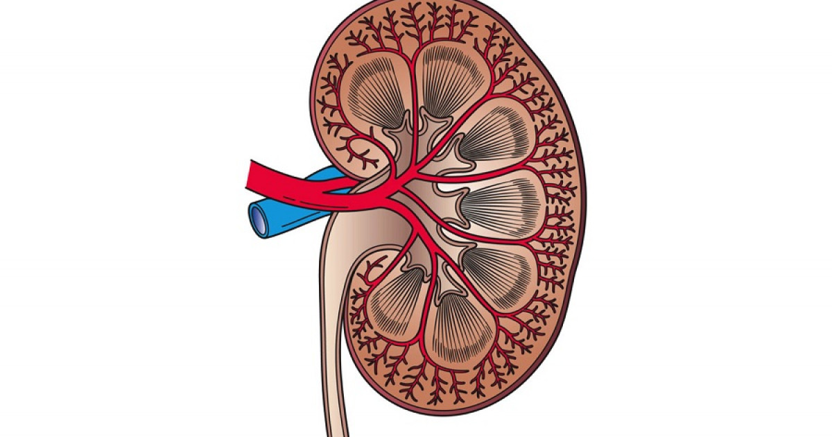 The 4 Most Important Parts of the Kidney, and Their Functions ...