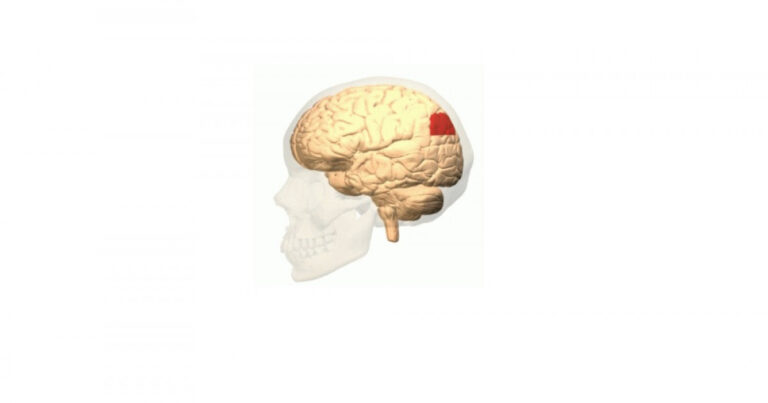 Angular Gyrus (brain): Areas, Functions and Associated Disorders ...