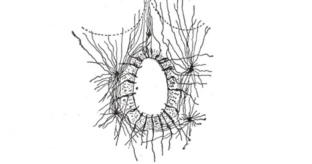 Ependymal Cells: Types and Functions in the Body | Psychology | 2023
