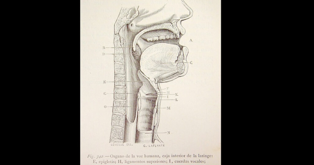 Glottis: Functions and Characteristics of This Part of the Body ...