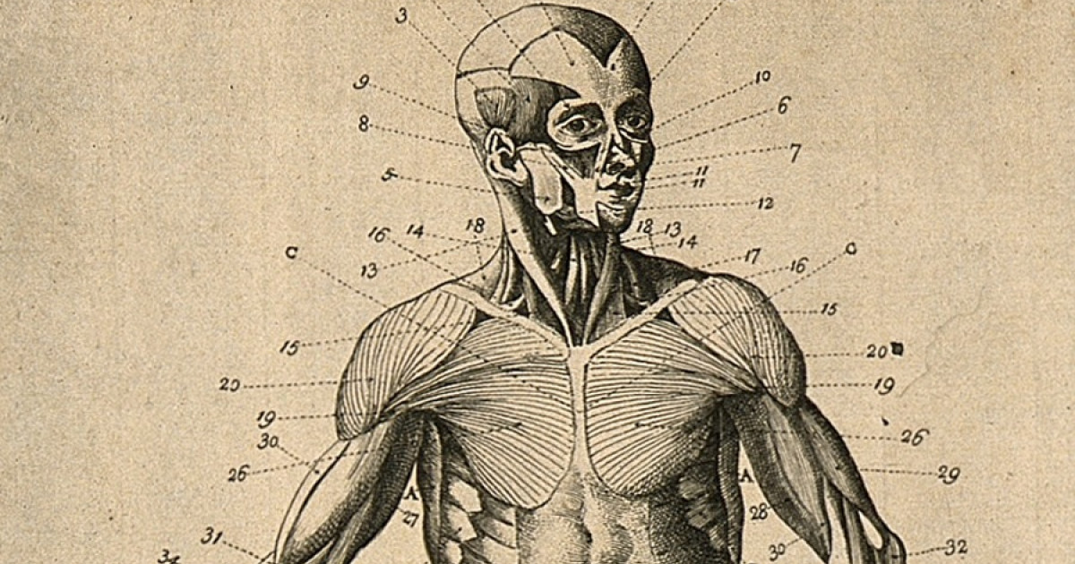 Muscular System: What it Is, Parts and Functions | Psychology | 2023