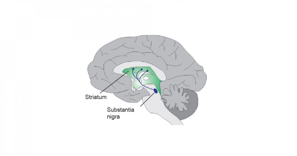Nigrostriatal Pathway of the Brain: Structures and Functions ...