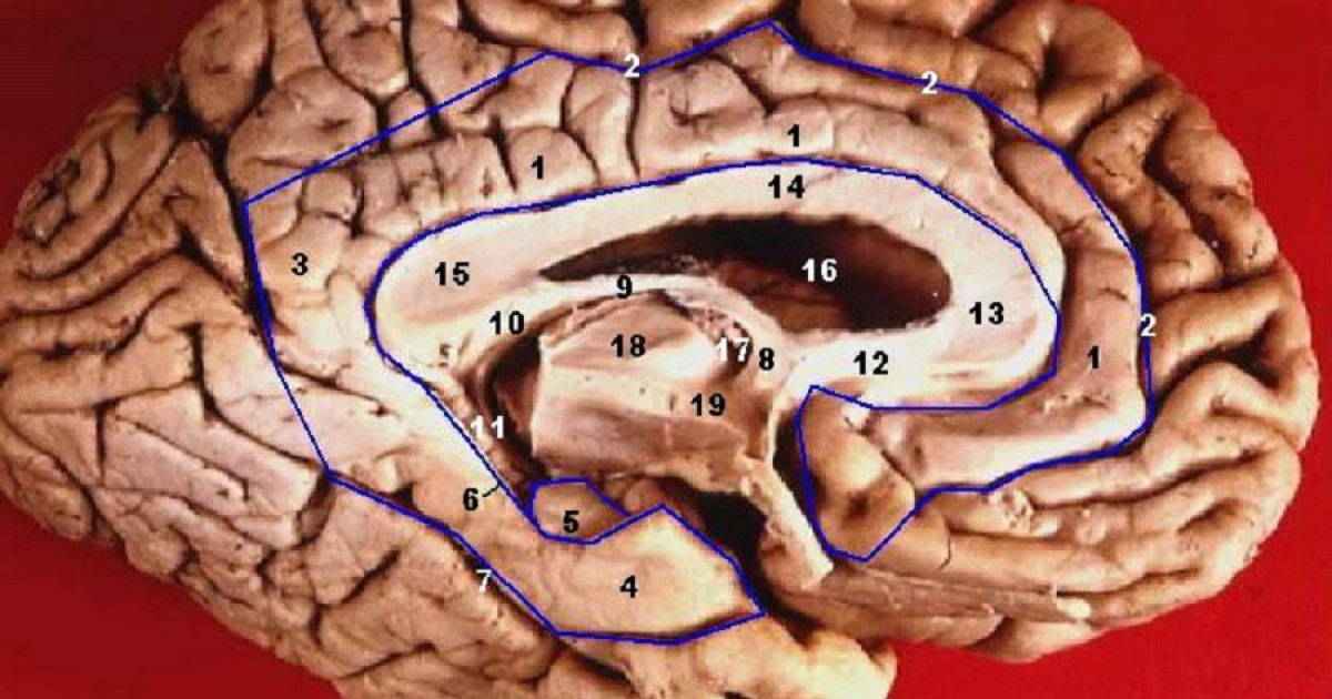 Papez Circuit: What it is and What Brain Structures it Includes ...