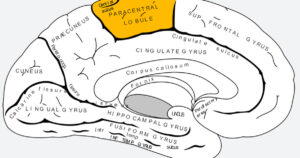 Paracentral Lobe: Characteristics, Location and Functions | Psychology ...