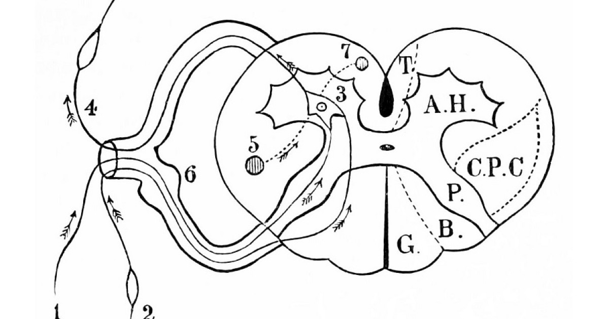 Reflex Arc: Characteristics, Types and Functions | Psychology | 2023