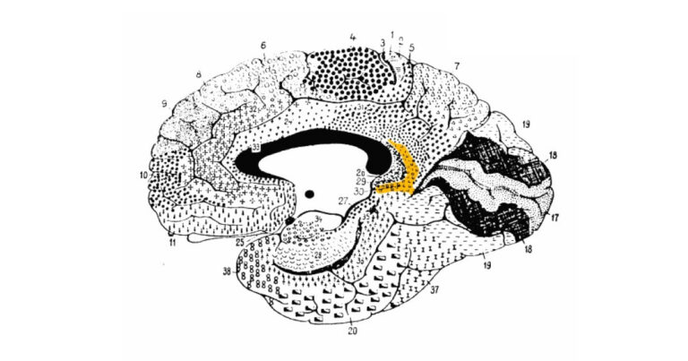 Retrosplenial Area: Characteristics and Functions | Psychology | 2023