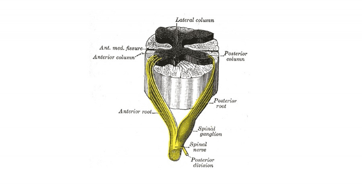 Spinal Ganglia: Anatomy, Characteristics and Function | Psychology | 2023
