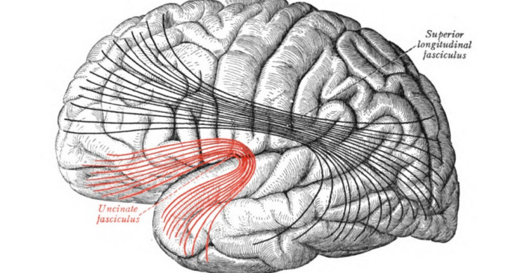 Uncinate Fasciculus: Characteristics, Parts and Functions in the Brain ...