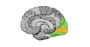 Visual Cortex of the Brain: Structure, Parts and Pathways | Psychology ...