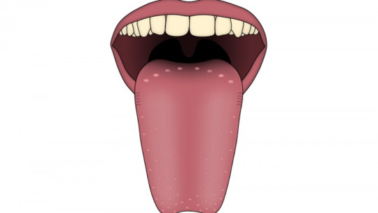 Taste Buds: Types, Characteristics and Functioning | 2024