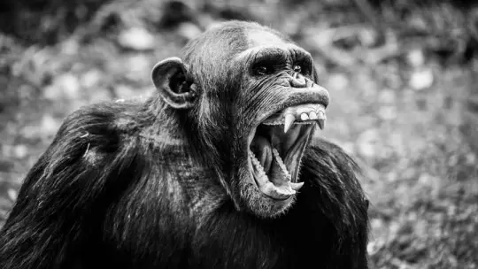 The Gombe Chimpanzee War: a Fight of Non-human Clans | 2026