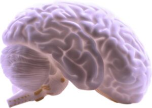 What is the Brain Reward System and How Does it Work? | 2025