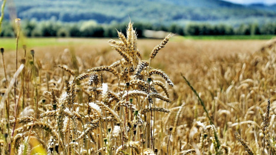 What Are the Origins of Agriculture? | 2024