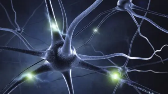 Endorphins (neurotransmitters): Functions and Characteristics | 2026