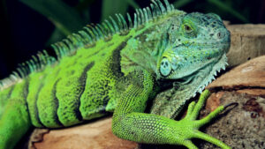 Ophidiophobia: Symptoms, Causes and Treatment | 2025