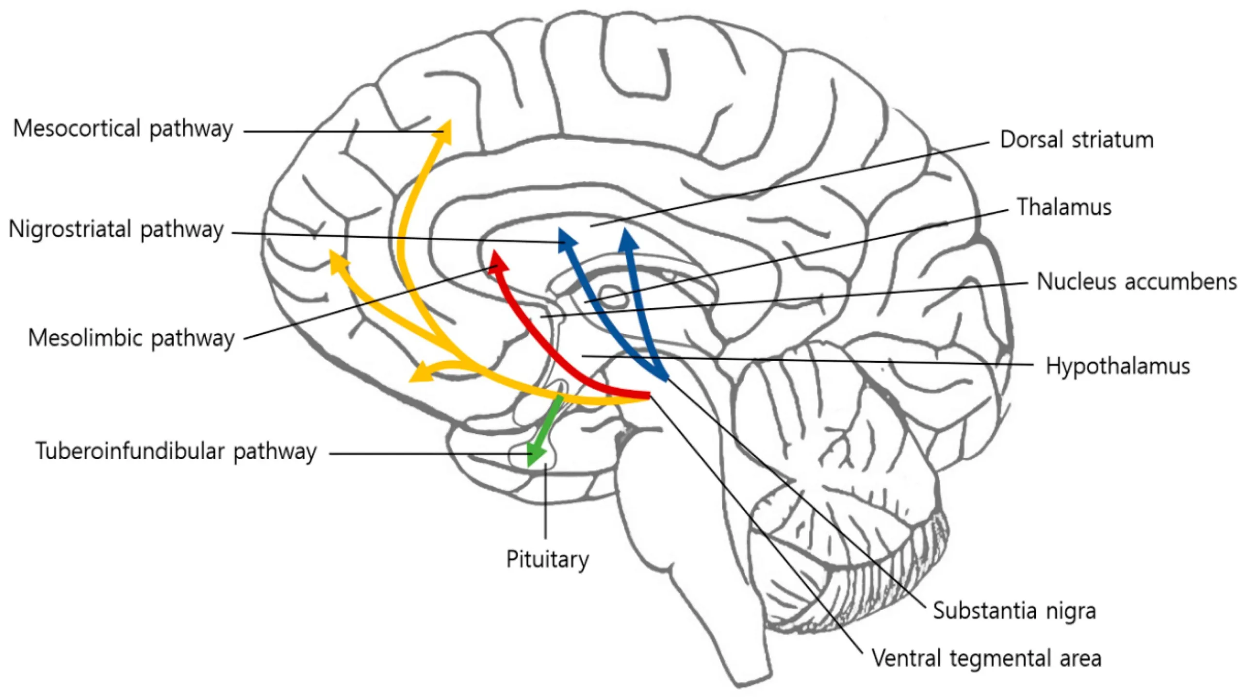 Mesolimbic Pathway (Brain): Anatomy and Functions | 2025