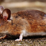 Fear of Mice or Musophobia: Symptoms, Causes and Treatment | 2026