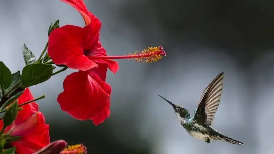 Mutualism: What it Is, Characteristics and Examples | 2026
