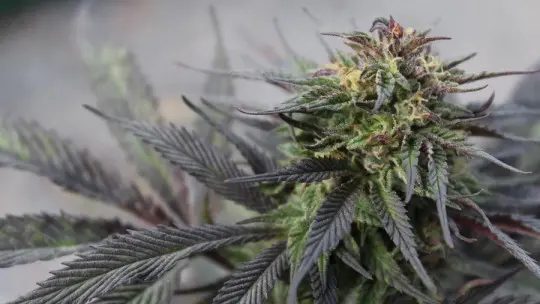 The 9 Most Important Types of Illegal Drugs (and Their Characteristics ...