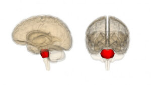 Midbrain: Characteristics, Parts and Functions | 2025