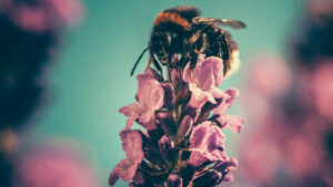 Fear of Insects (entomophobia): Causes, Symptoms and Treatment | 2025